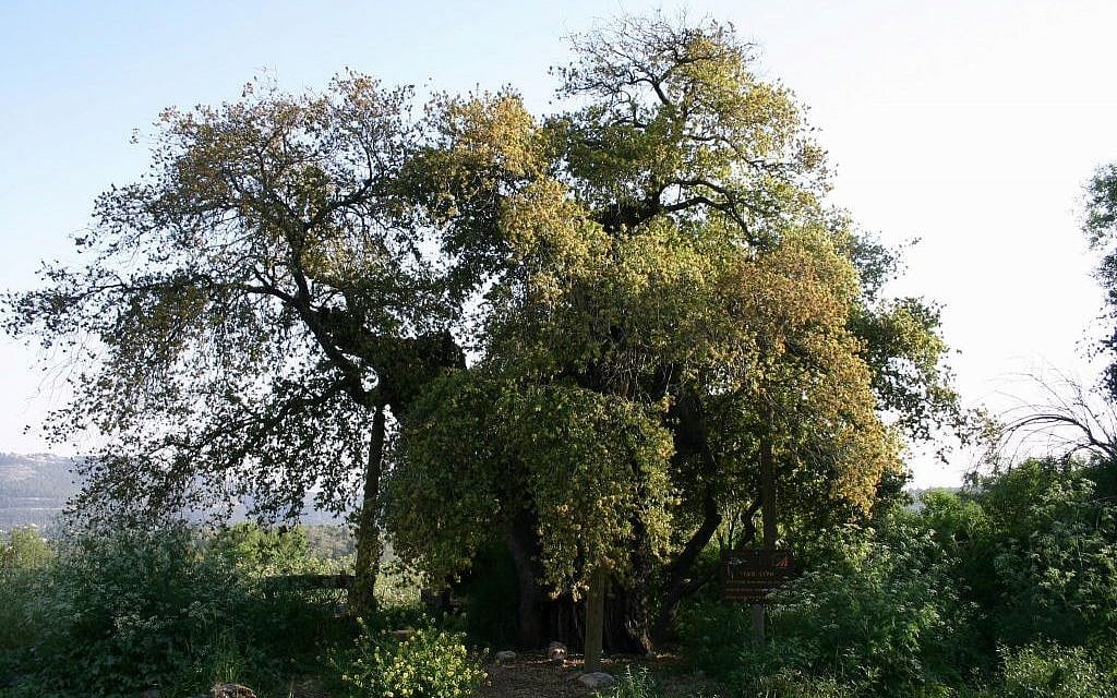 Rooted in Israel's history, five remarkable trees | The Times of Israel