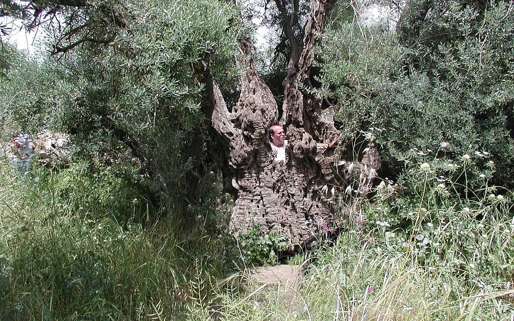 Rooted in Israel's history, five remarkable trees | The Times of Israel