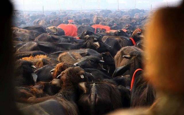Devotees slaughter tens of thousands of animals in Nepal festival | The ...