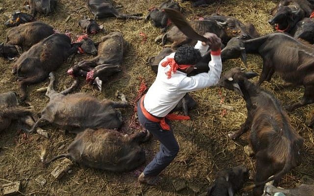 Devotees slaughter tens of thousands of animals in Nepal festival | The ...