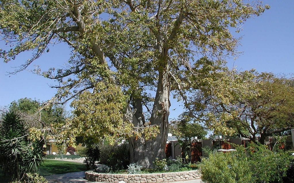 The Little Prince would love Ein Gedi's baobabs | The Times of Israel