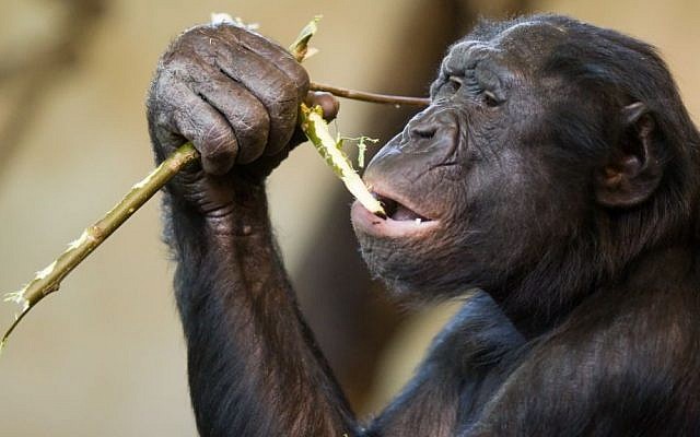 Great apes can make and use tools, Israeli study shows | The Times of ...