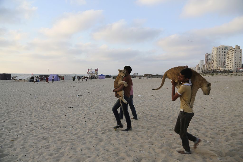 Gaza lion cubs to be transferred to Jordan | The Times of Israel
