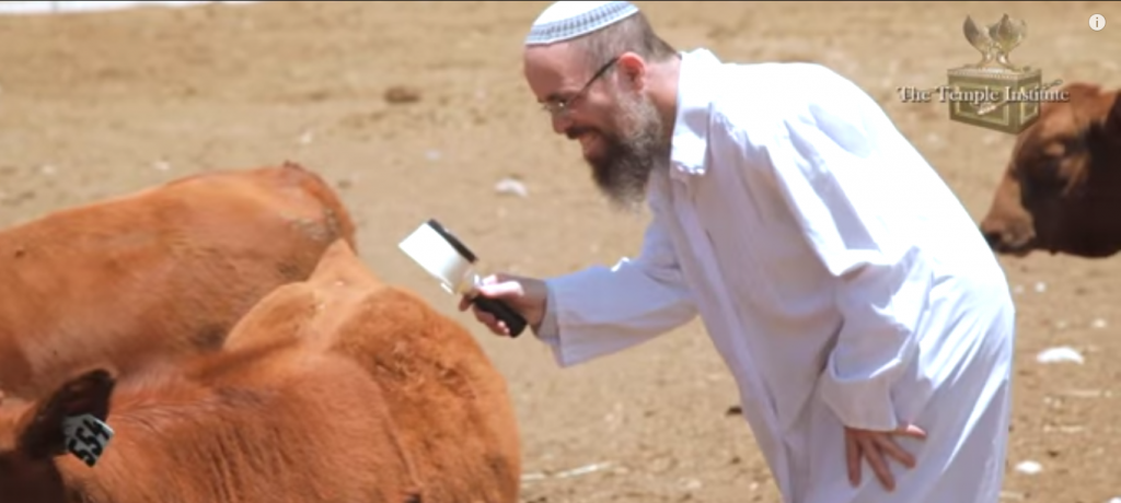 To ready for the final redemption, Israelis take red heifers by the ...