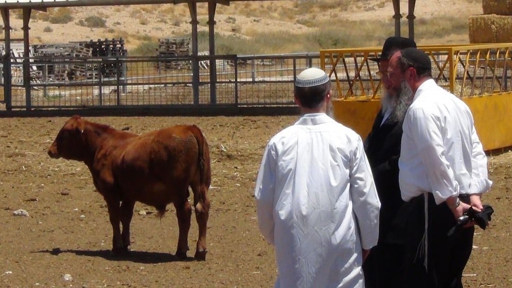 To ready for the final redemption, Israelis take red heifers by the ...