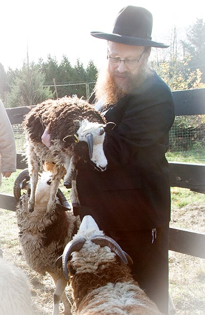 Baa, baa, biblical sheep, have you an Israeli passport? | The Times of ...