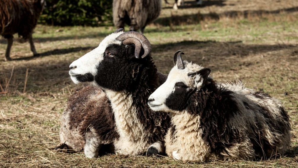 Baa, baa, biblical sheep, have you an Israeli passport? | The Times of ...