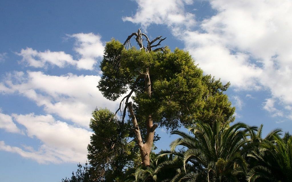 Get to the roots of Israel's historic trees | The Times of Israel