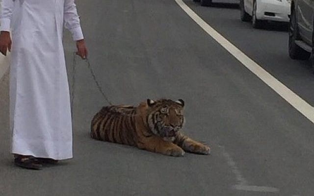 Escaped tiger entertains drivers on Doha road | The Times of Israel