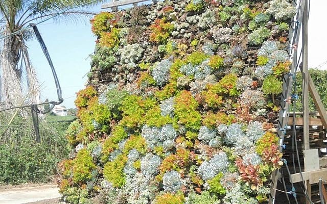 You've got kale: Grocery chain to sell salad leaves, herbs grown on ...