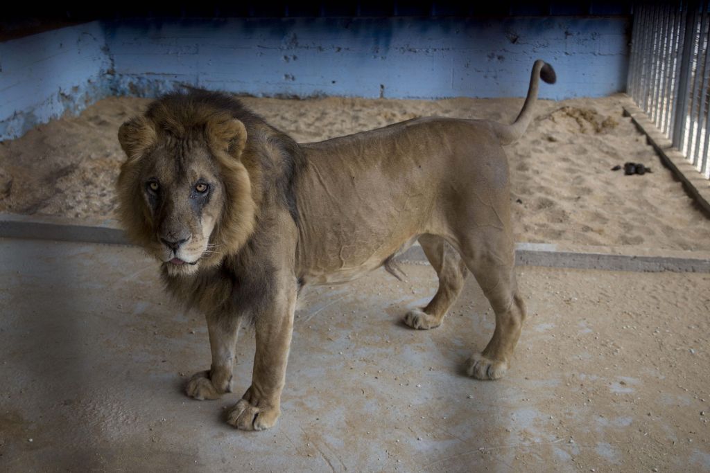 Gaza lioness heads to new life with mate in West Bank | The Times of Israel