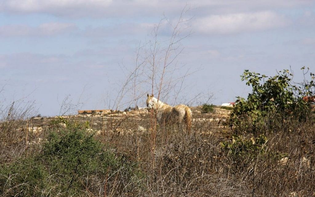 In the Etzion Bloc, source of Jerusalem's water, and defense | The ...