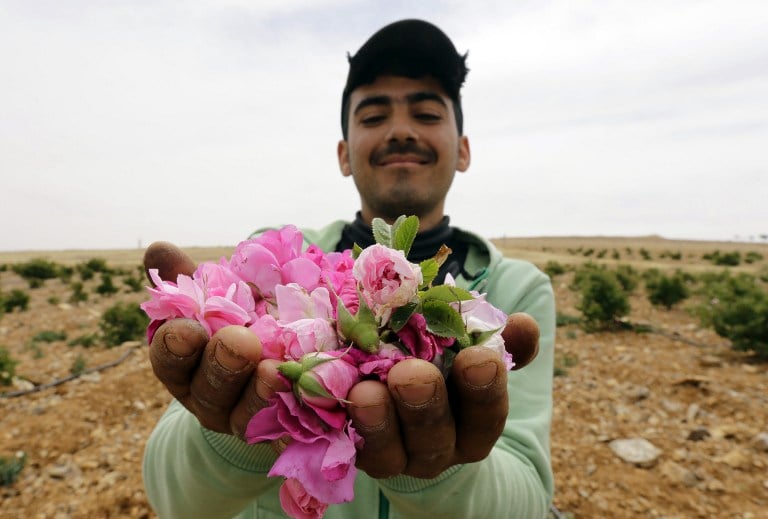 Syria's famous damask rose withered by war | The Times of Israel
