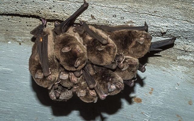 Bats fight over food and friends, sometimes for fun | The Times of Israel
