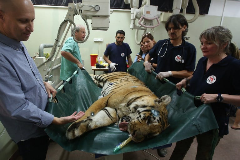 Gaza reopens zoo despite horrifying conditions for animals | The Times ...