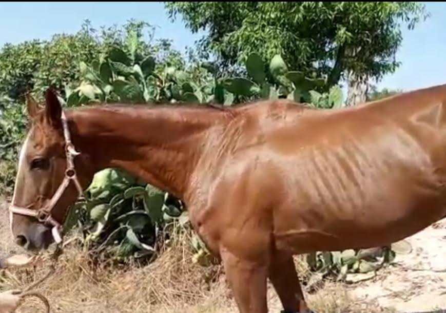 In exception, Israel allows entry of horse from Gaza | The Times of Israel