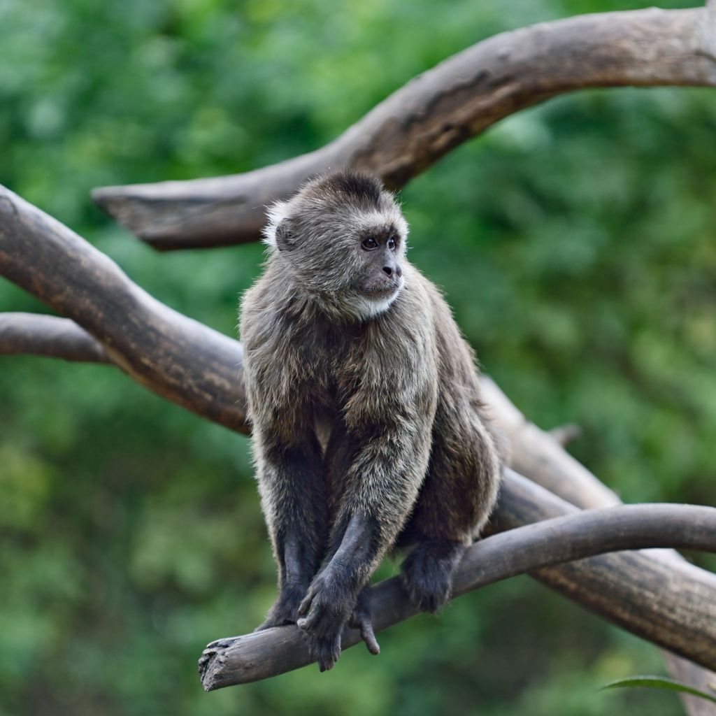 Safari welcomes escaped capuchin back to the monkey house | The Times ...