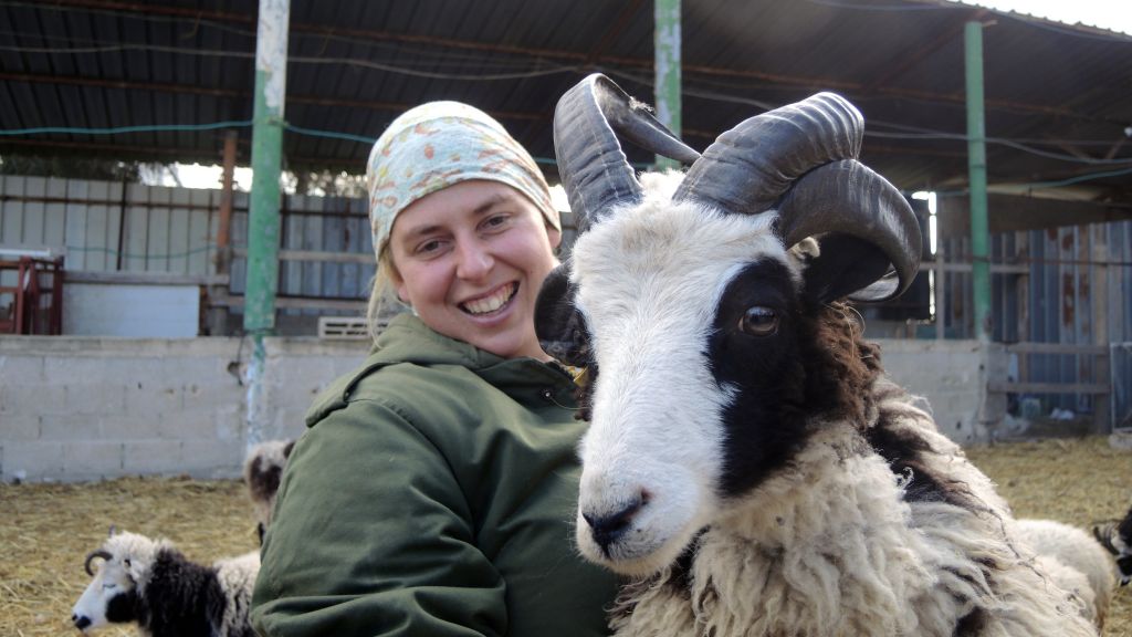 After bleating a path to Israel, Jacob's sheep frolic in new home | The ...