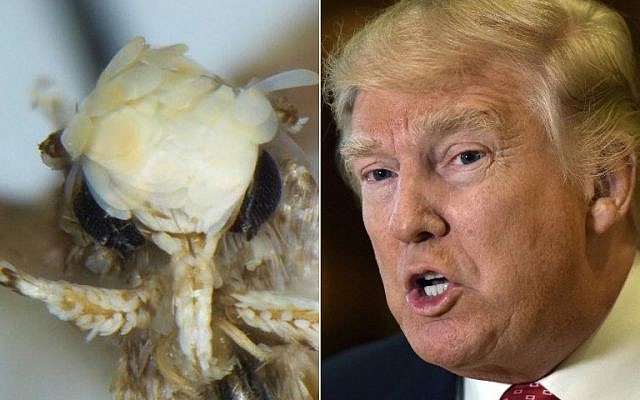 Tiny moth with distinctive 'hairdo' named after Trump | The Times of Israel