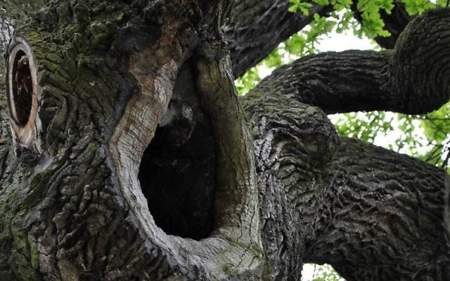 Tree believed to have hidden Jews during Holocaust voted Europe's best ...