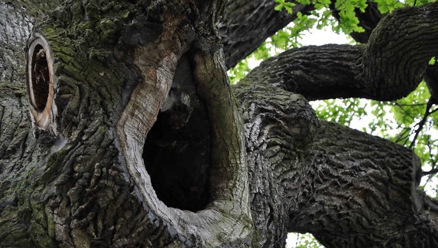 Tree believed to have hidden Jews during Holocaust voted Europe's best ...