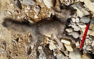 Phosphate mining company ICL Rotem tops latest list of worst ...