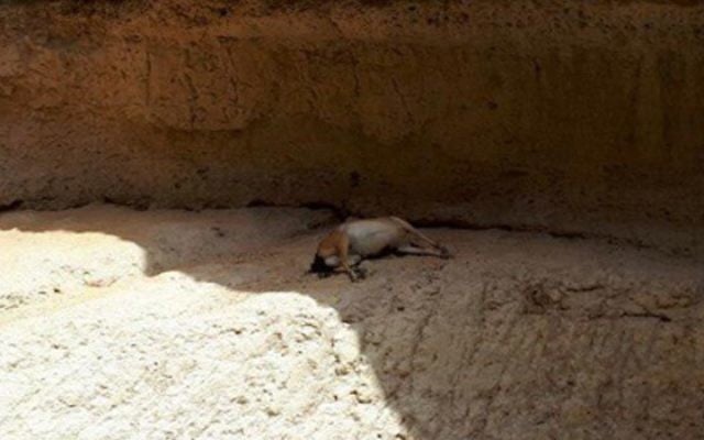 2 more rare ibexes found dead after massive acid spill | The Times of ...