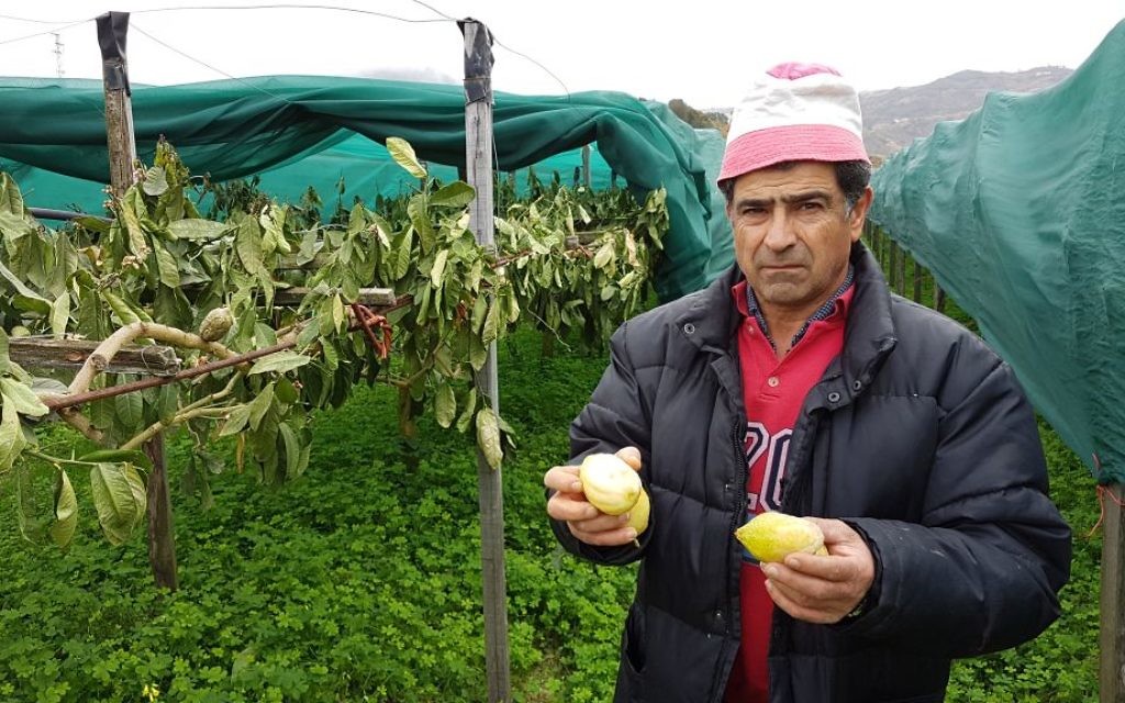 As Italy's citron crop fails, an archaeologist looks to fruit's 2,500 ...