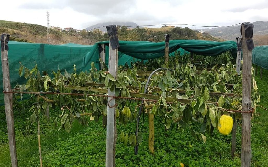 As Italy's citron crop fails, an archaeologist looks to fruit's 2,500 ...