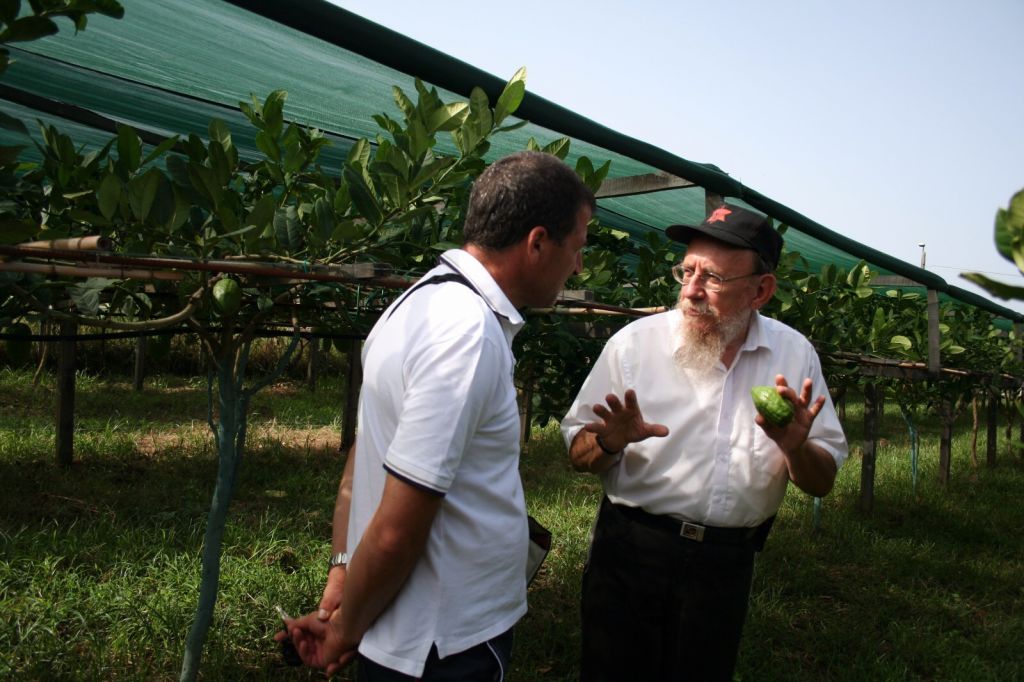 As Italy's citron crop fails, an archaeologist looks to fruit's 2,500 ...