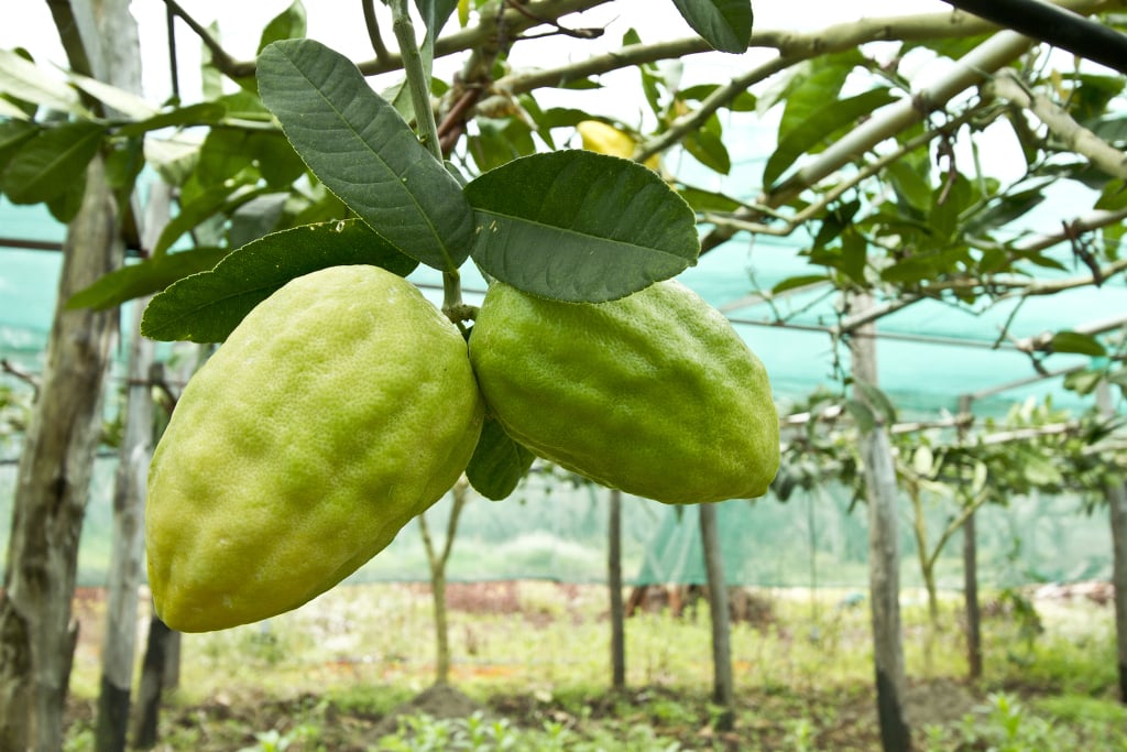 In Calabria, rabbis and farmers continue a 2,000-year-old etrog ...