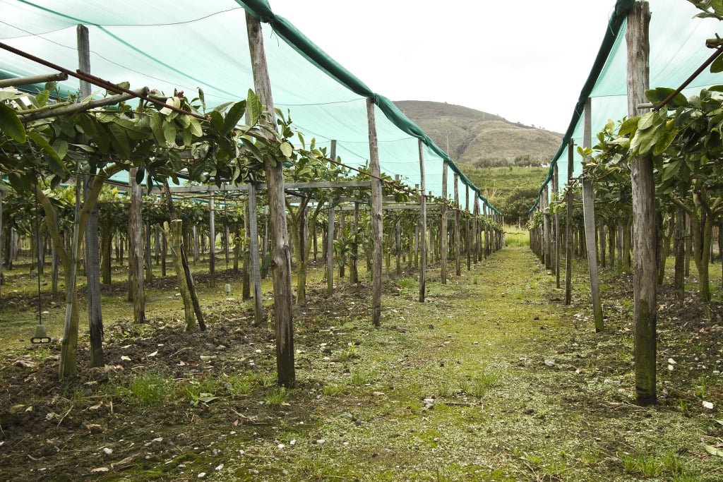 In Calabria, rabbis and farmers continue a 2,000-year-old etrog ...