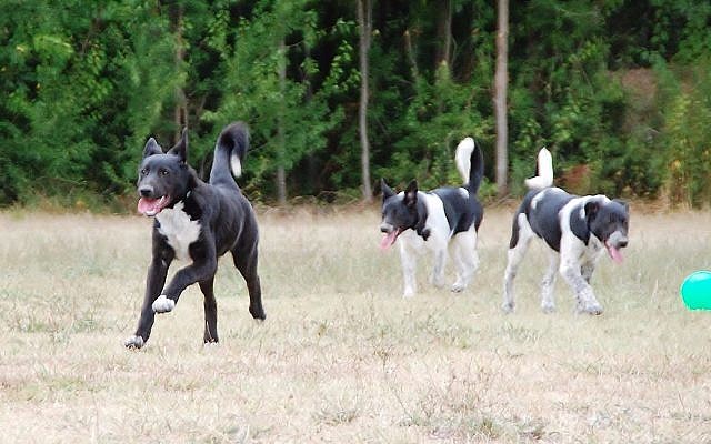 Evicted from home in Israel, leading national dog breeder starts over ...