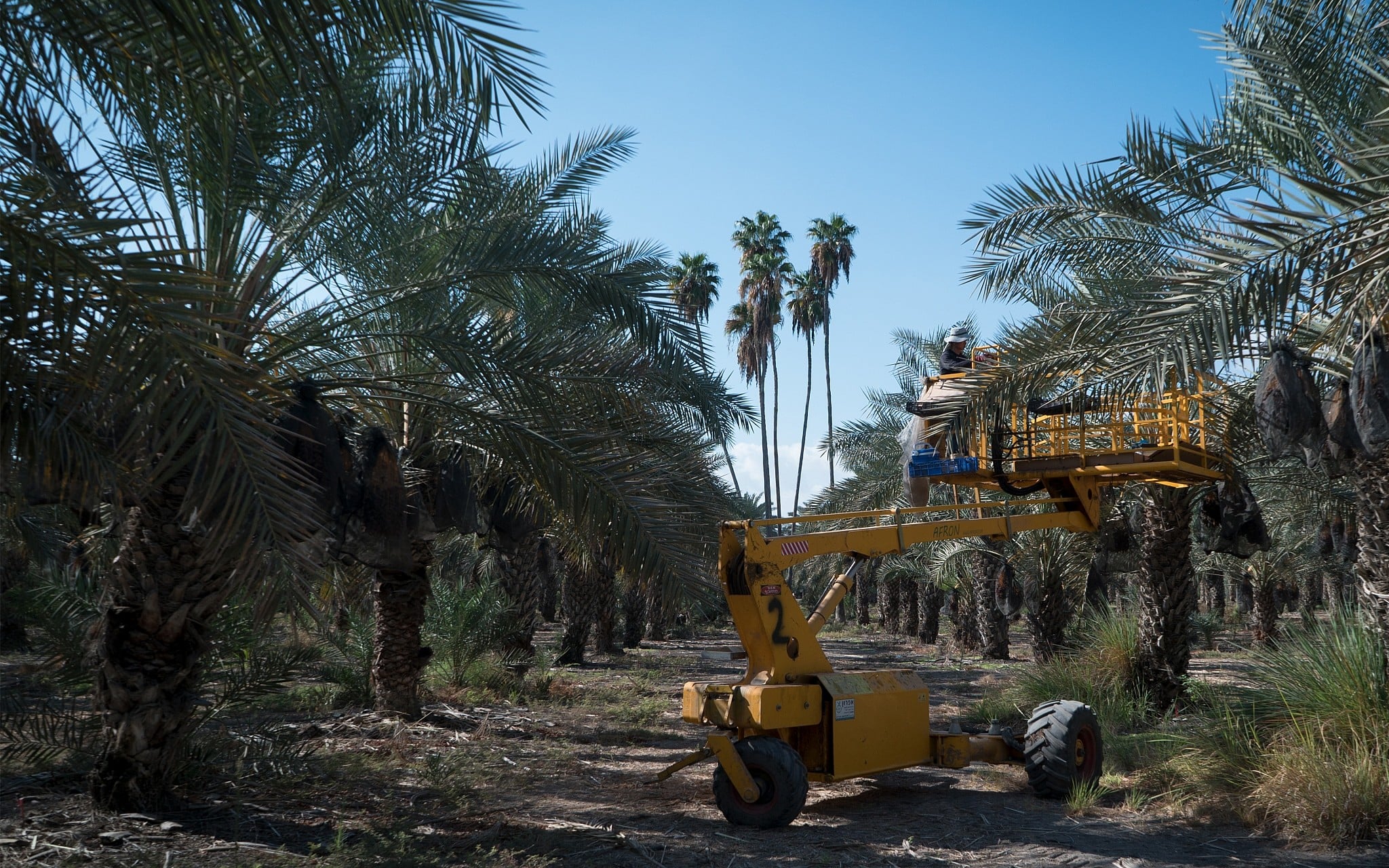 Largest lulav-harvesting kibbutz has fronds in high places | The Times ...