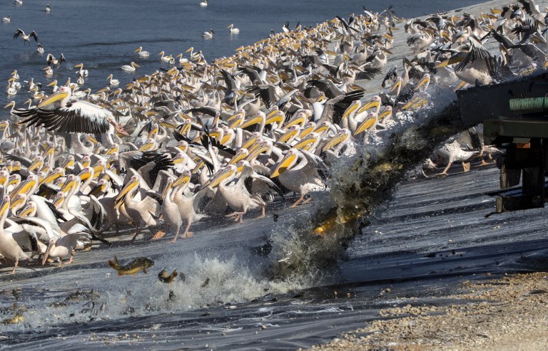 Israel to keep feeding migrating pelicans' big mouths | The Times of Israel