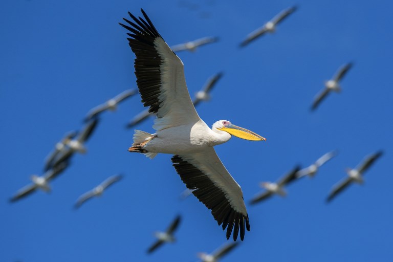 Israel to keep feeding migrating pelicans' big mouths | The Times of Israel