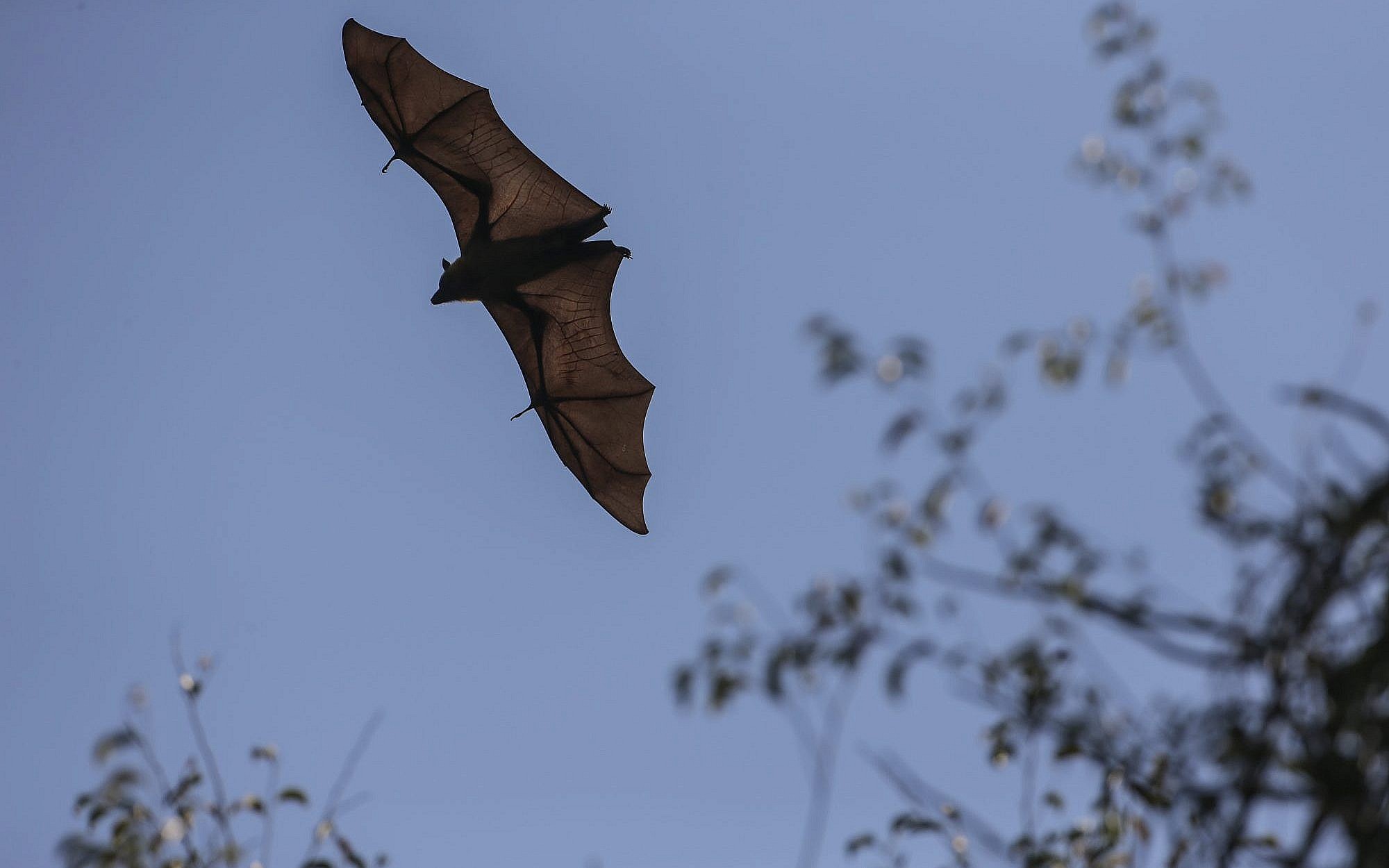 Bats have regional accents, Israeli study shows | The Times of Israel