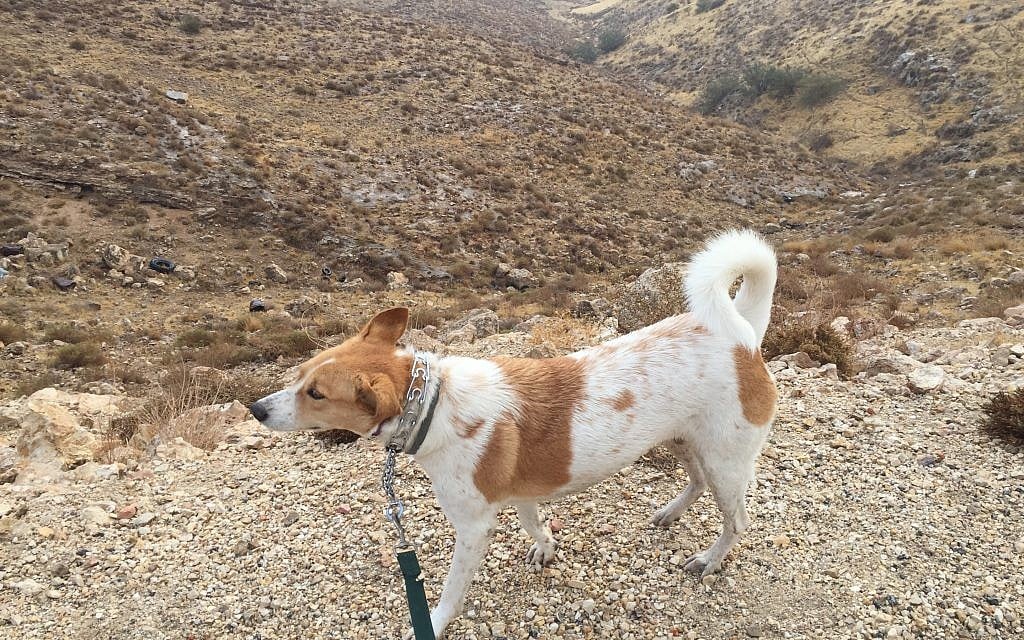 Were Israel's Canaan dogs man's best friends 9,000 years ago? | The ...