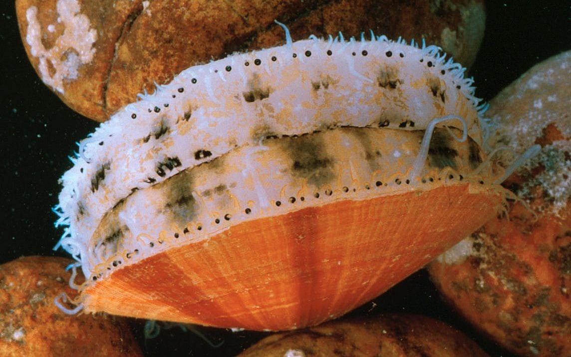 Study: Scallops have 200 eyes which function like telescope | The Times ...