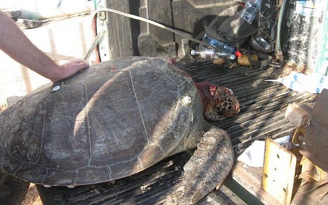 Man gets 10 months in prison for stabbing rare sea turtle, causing its ...