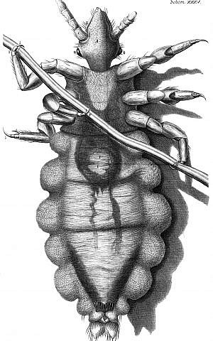 A bit player in human history, the mighty louse is important -- and ...