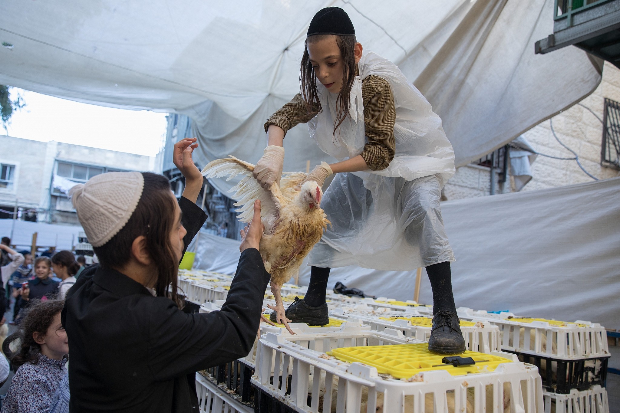 Chicken-swinging ritual endures despite animal welfare concerns | The ...