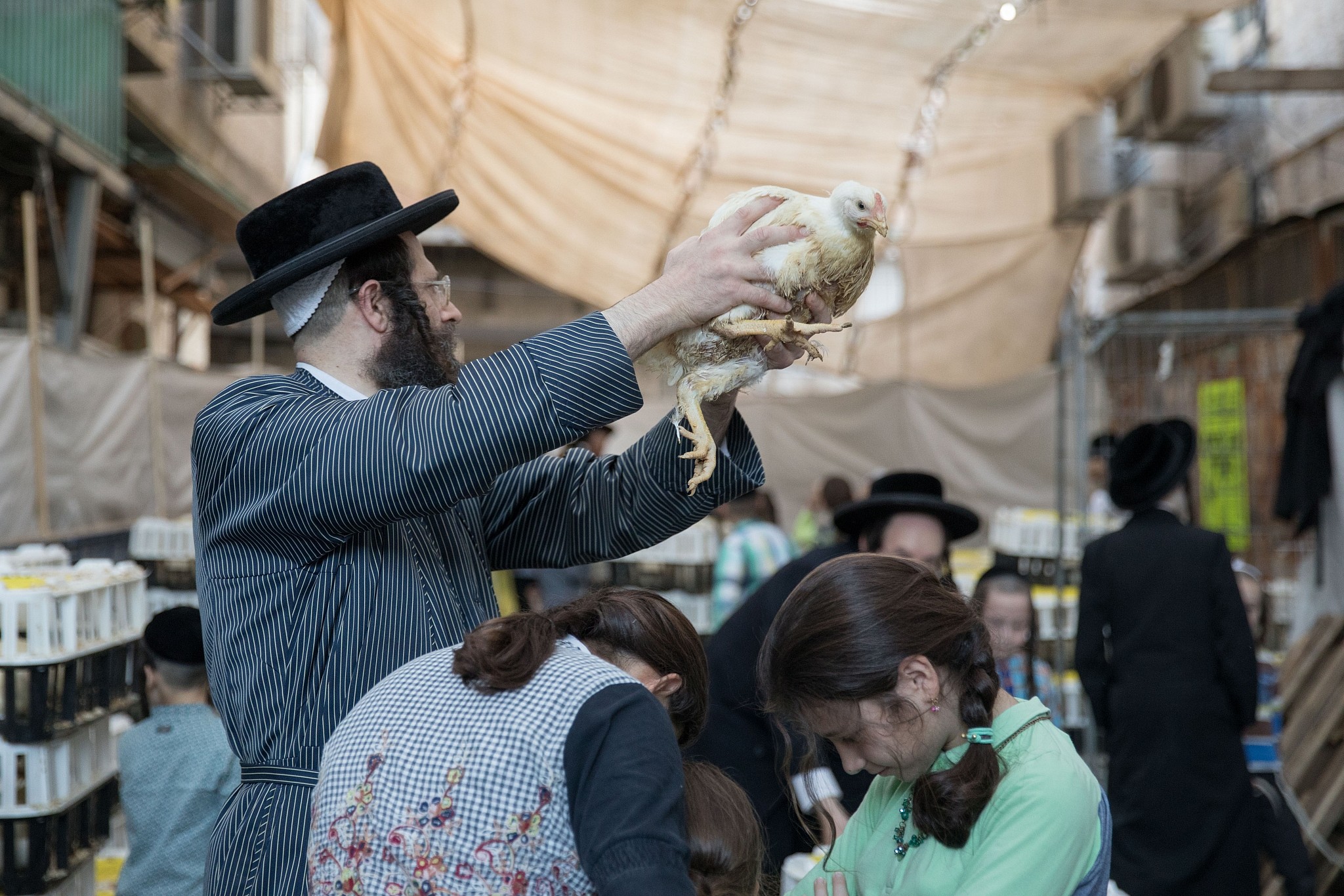 Chicken-swinging ritual endures despite animal welfare concerns | The ...