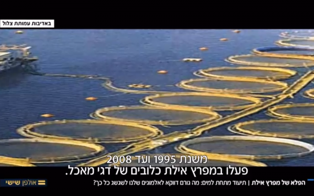 Eilat coral reef defies expectations and regenerates after fish farming ...