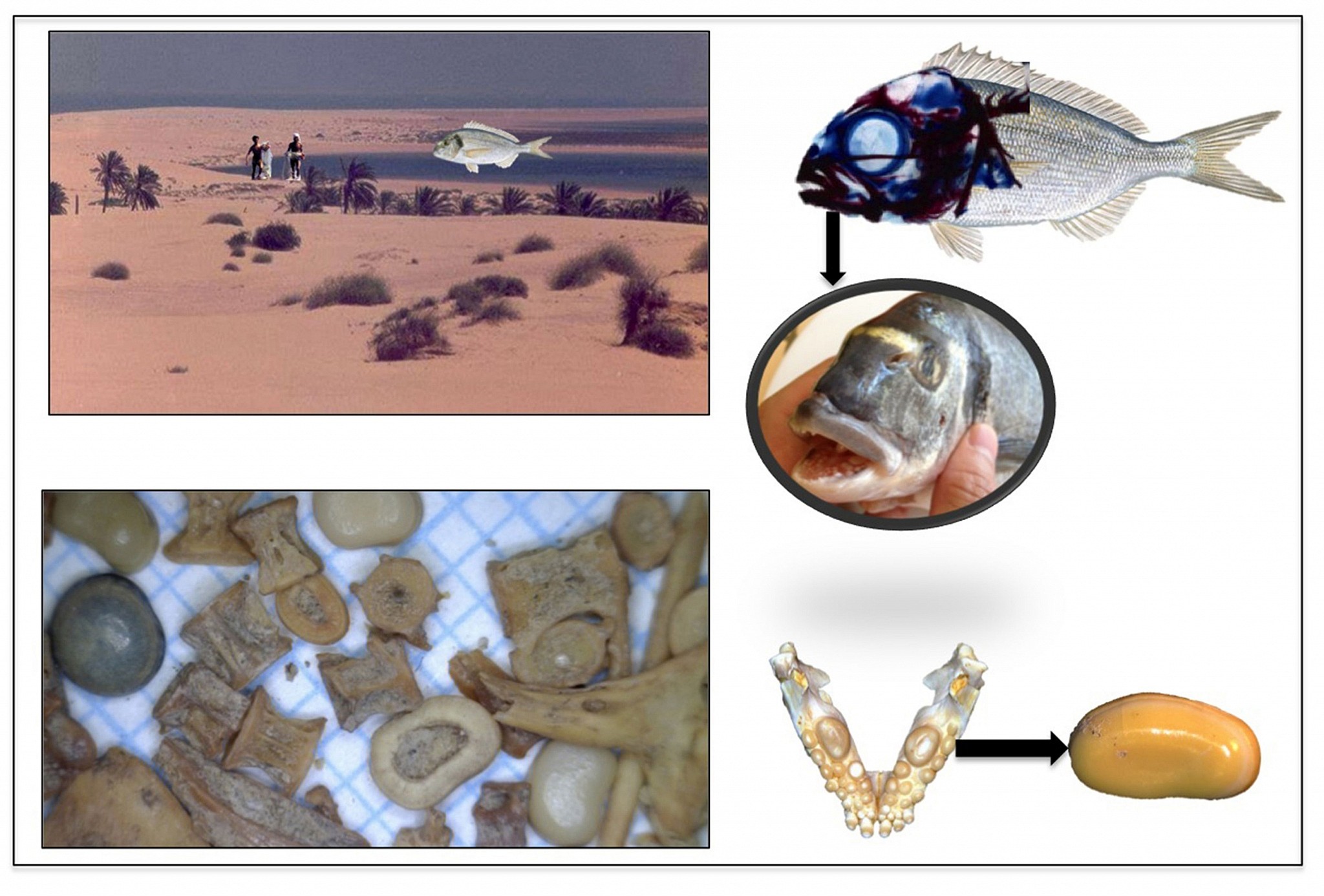 Ancient fish teeth reveal intensive 3,500-year-old aquaculture in Sinai ...