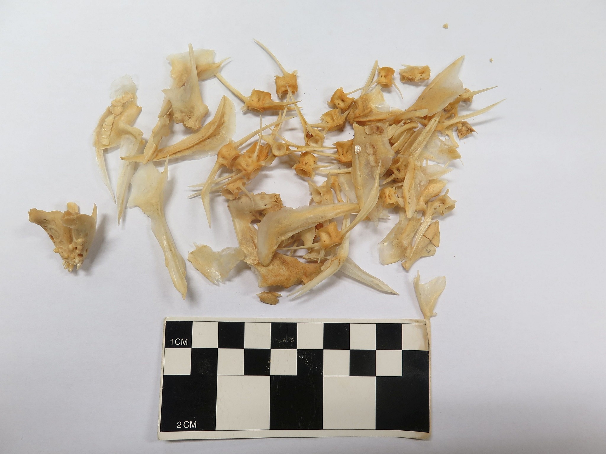 What Matters Now to archaeologist Prof. Yonatan Adler: The origins of ...