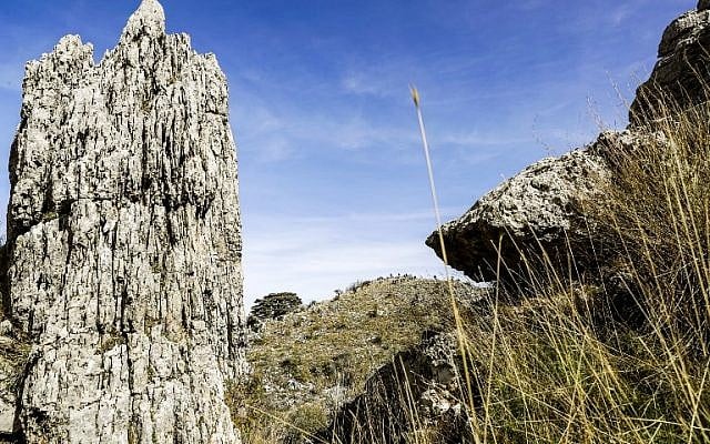 In Lebanon, climate change devours ancient cedar trees | The Times of ...