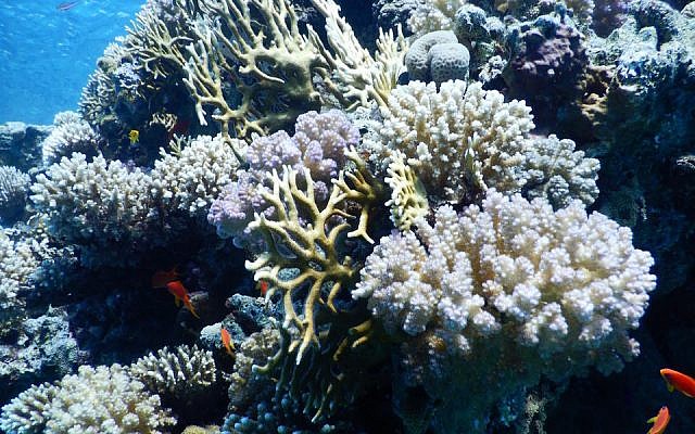 Israel to ally with Arab neighbors around Red Sea in bid to save world ...