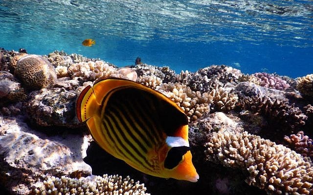 Israel to ally with Arab neighbors around Red Sea in bid to save world ...