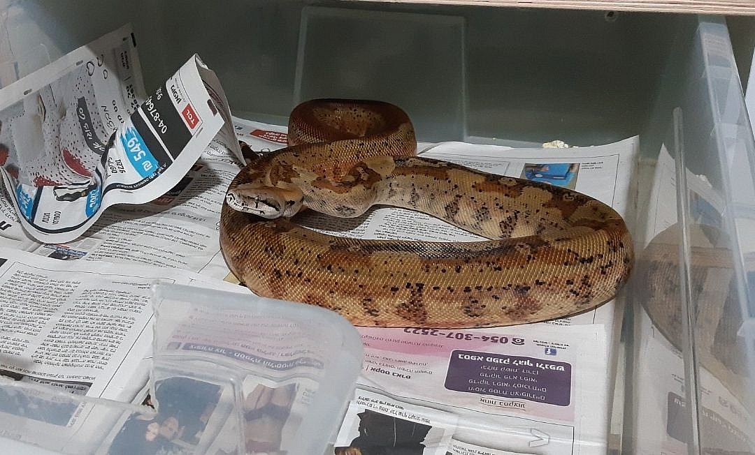 Israel nabs smuggled reptiles, including rare boa constrictors, turtles ...